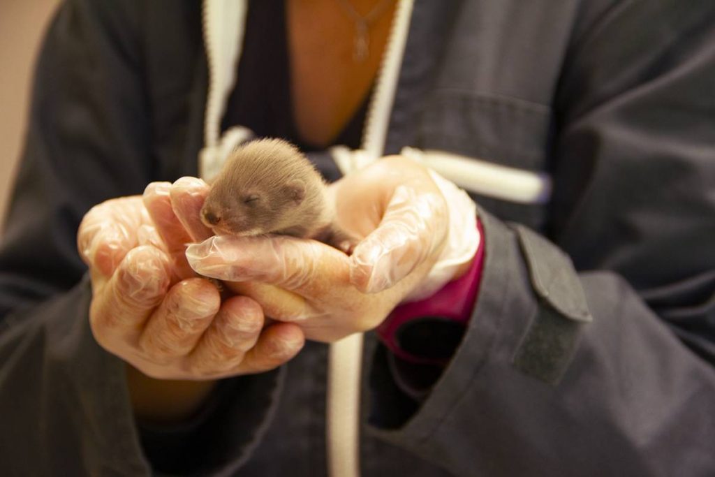 Neuf bébés visons d'europe, tous en bonne santé • Niort info