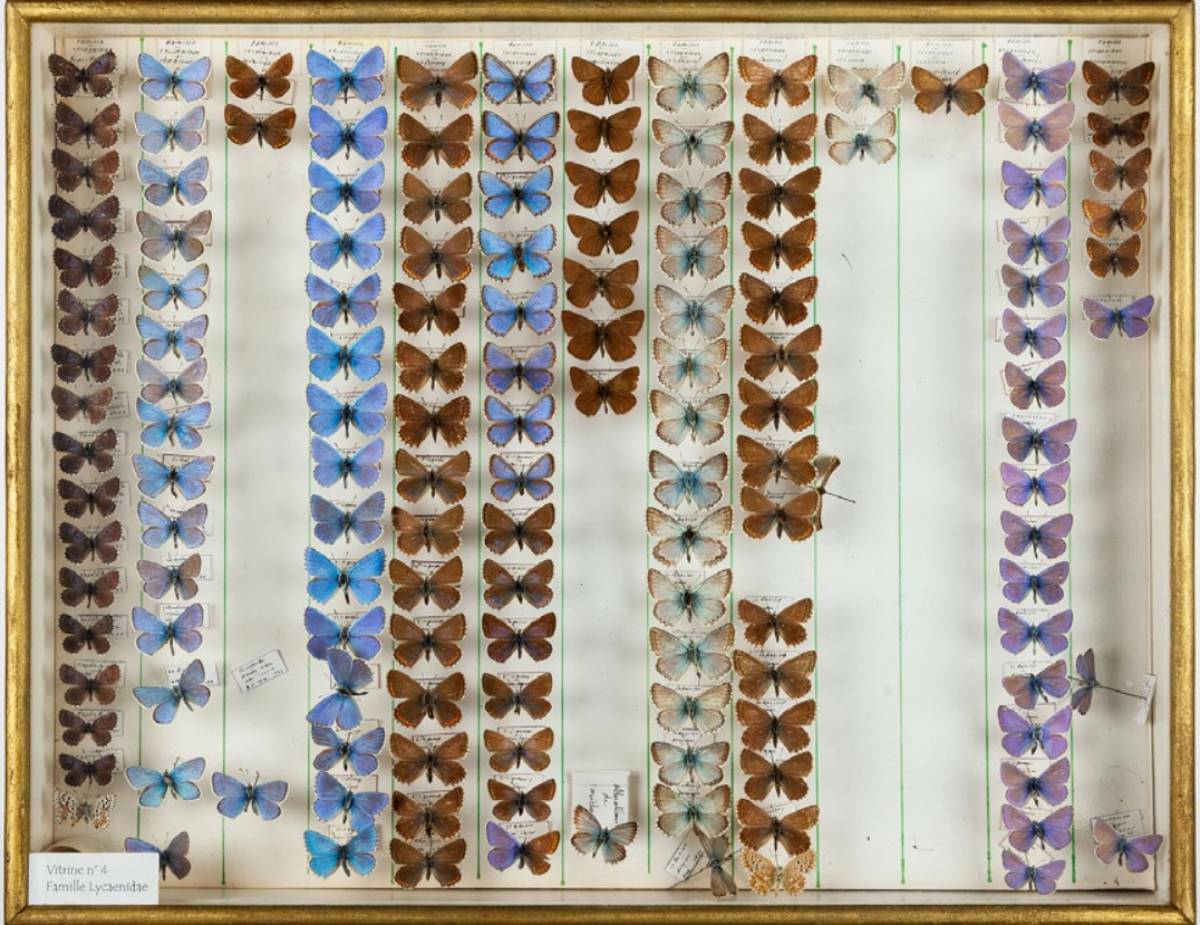 6900 papillons font leur entrée au musée d'Agesci • Niort info
