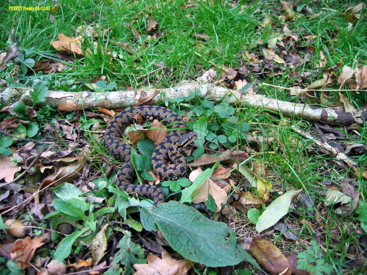 Si vous voyez ce serpent, ne le chassez surtout pas • Niort info